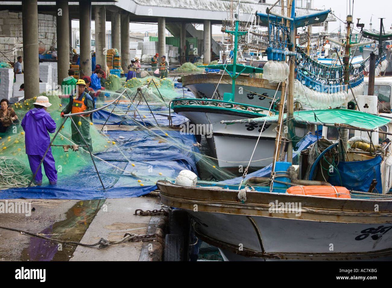 Pulling Nets and Removing Squid on Piers Cheongjin Fishing Village near ...