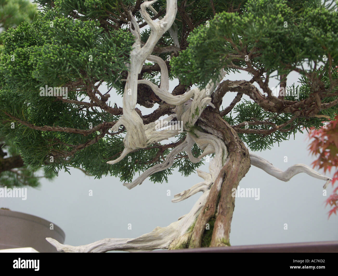 Some of the finest bonsai trees on display at the Malvern spring flower ...