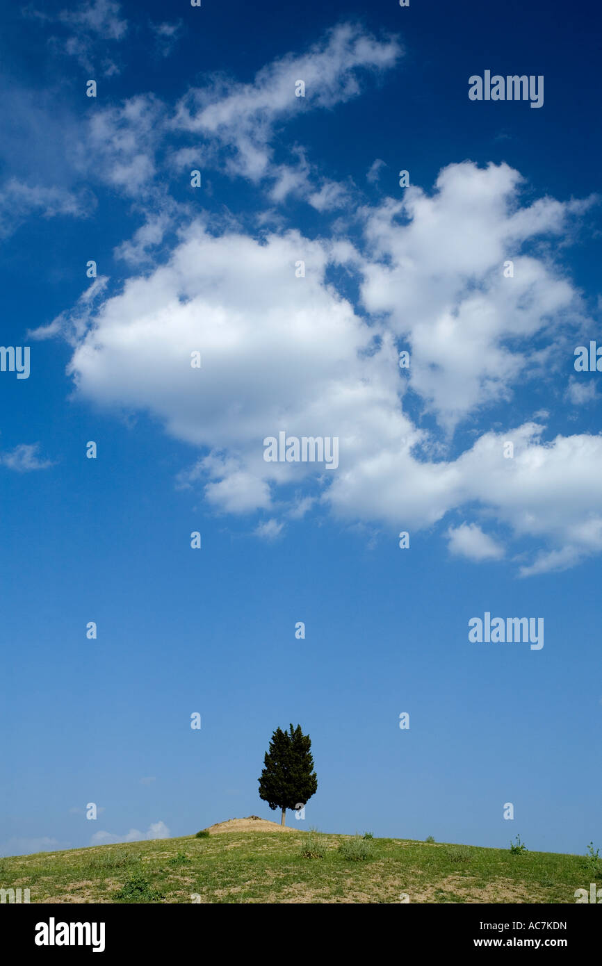 One cypress tree hi-res stock photography and images - Alamy