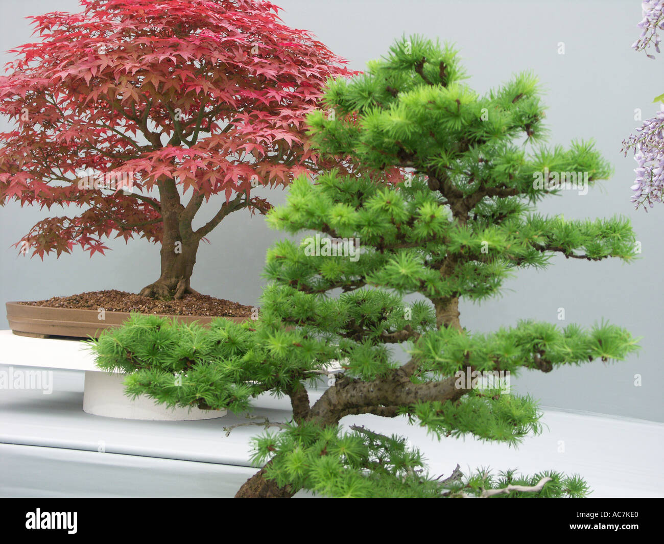 Some of the finest bonsai trees on display at the Malvern spring flower ...