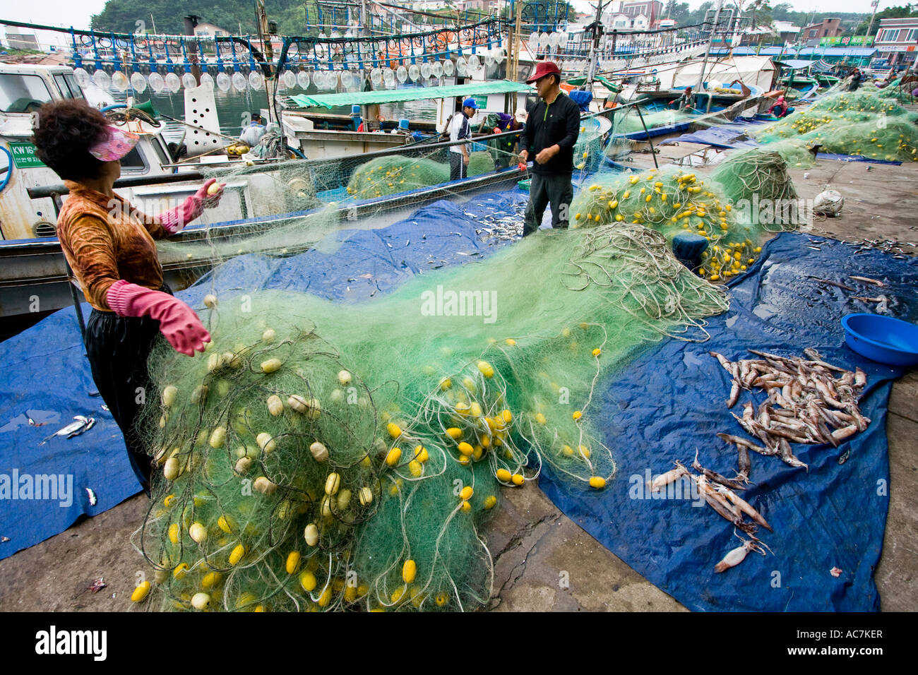 Pulling Nets and Removing Squid on Piers Cheongjin Fishing Village near ...