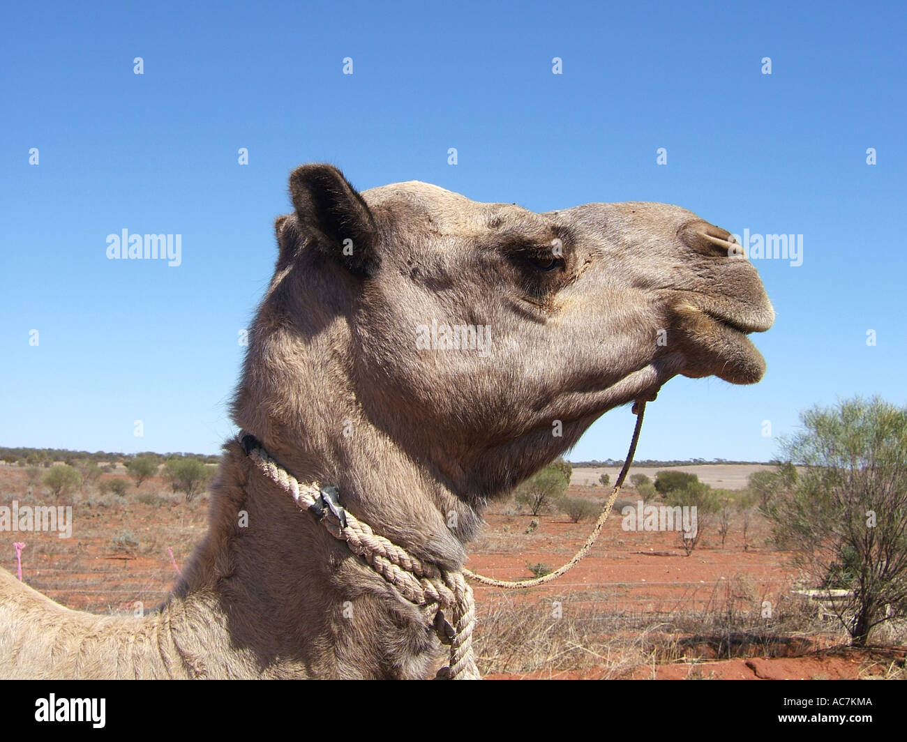 Australia wild camels hi-res stock photography and images - Alamy