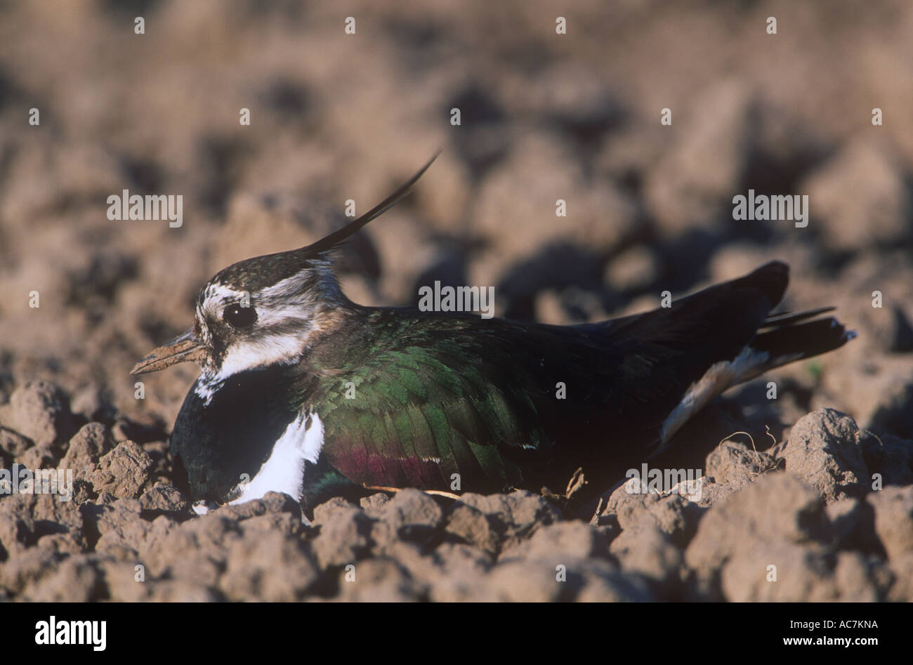 Lapwing nest uk hi-res stock photography and images - Alamy