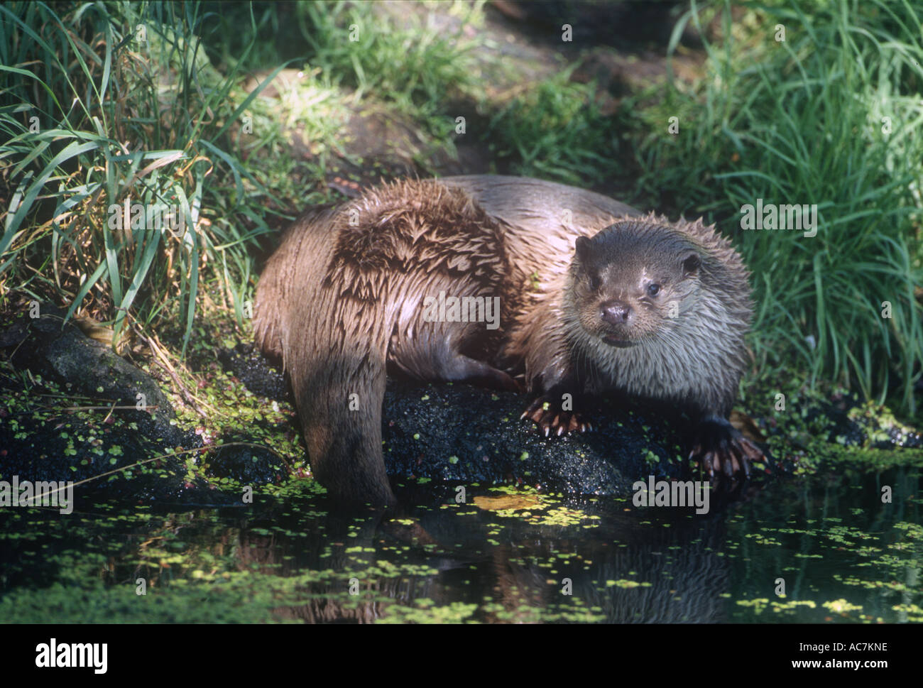 Welsh otter hi-res stock photography and images - Alamy