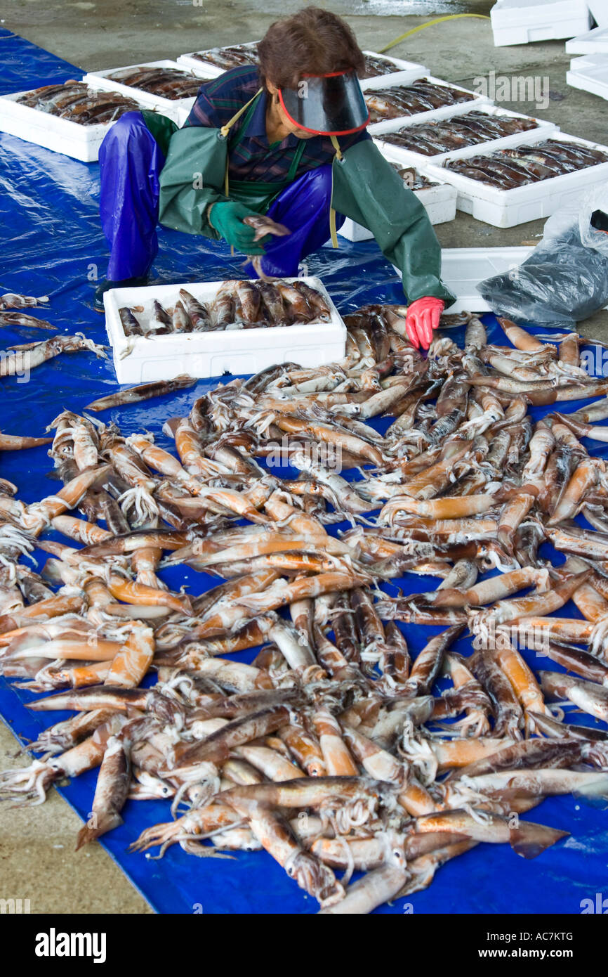 Korean Woman Packing Squid on Piers Cheongjin Fishing Village near ...