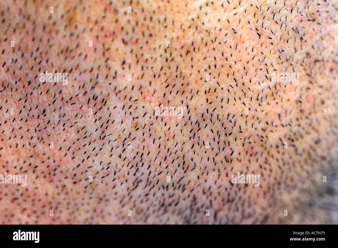 Man with Stubble close up Stock Photo - Alamy