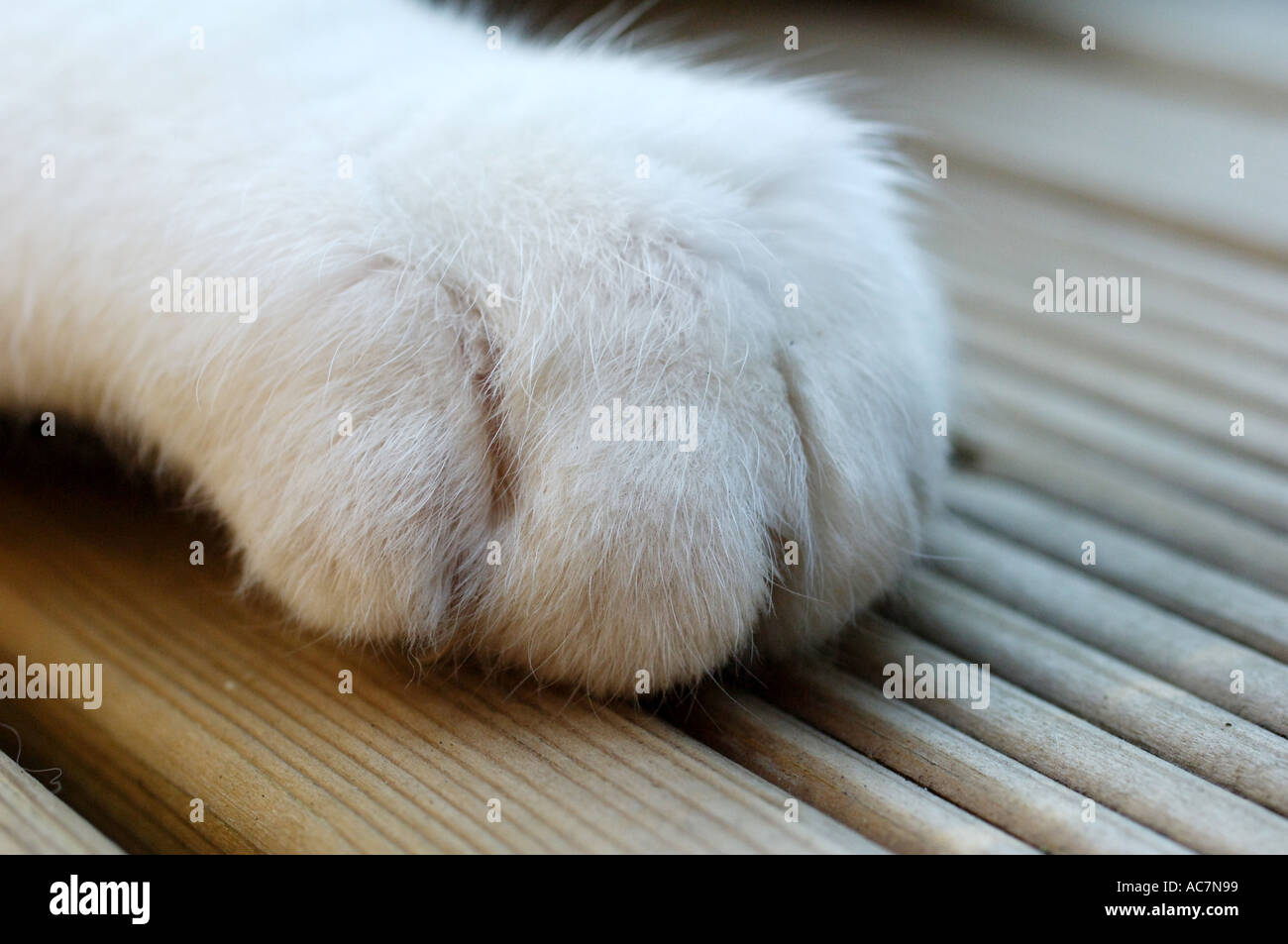 Close Up of a Tabby Cats Paws Stock Photo - Alamy