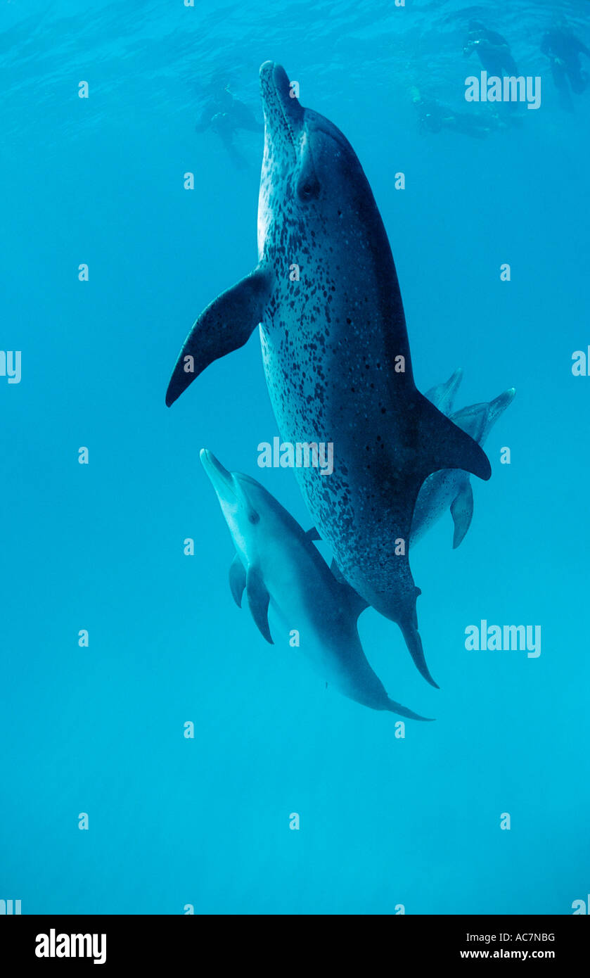 Atlantic spotted dolphin Stenella frontalis Bahamas Atlantic Ocean ...