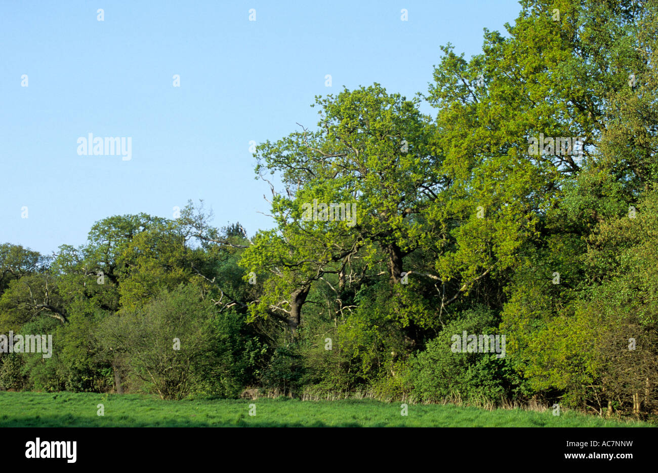 Trees In Spring At Benacre Estate in Suffolk uk Stock Photo - Alamy