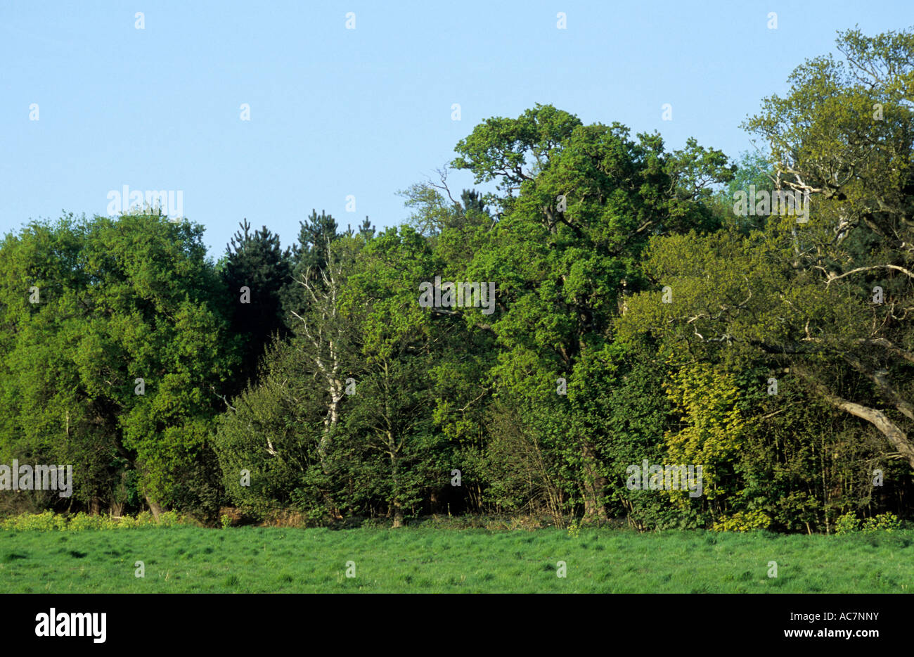 Trees In Spring At Benacre Estate in Suffolk uk Stock Photo - Alamy