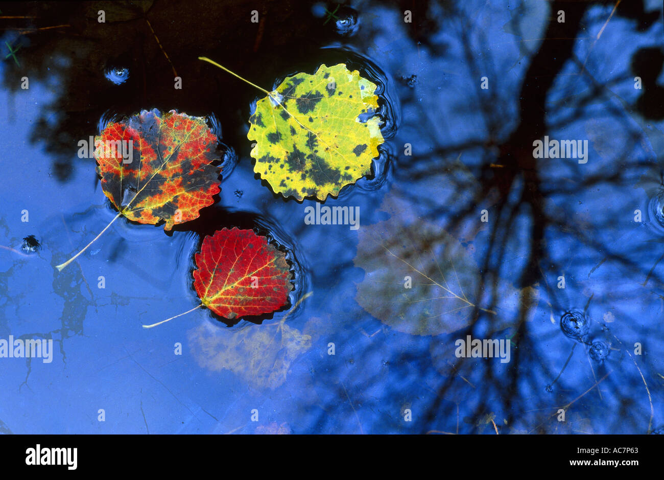 Fallen aspen leaves floating hi-res stock photography and images - Alamy