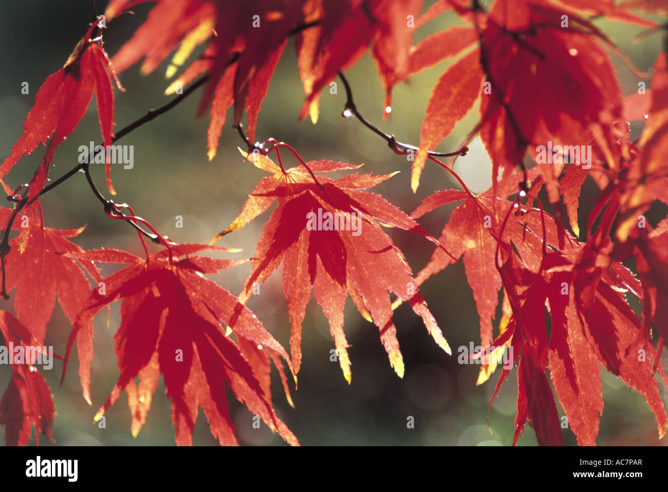 Maple maple leaves hi-res stock photography and images - Alamy