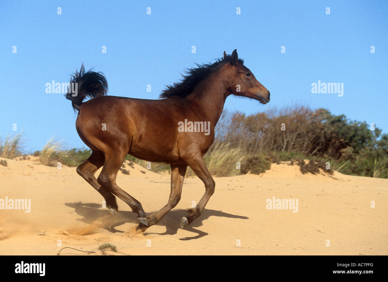 young Arabian horse - galloping in sand Stock Photo - Alamy