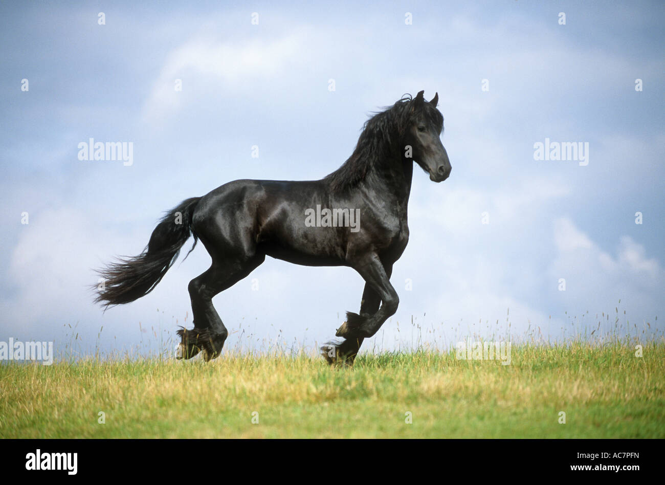 Friesian horse - galloping on meadow Stock Photo - Alamy