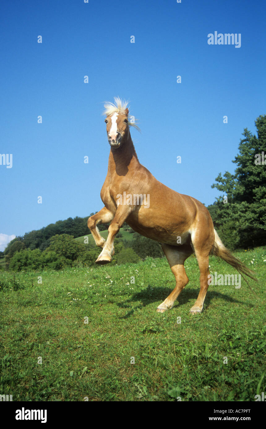 Haflinger - rearing Stock Photo - Alamy