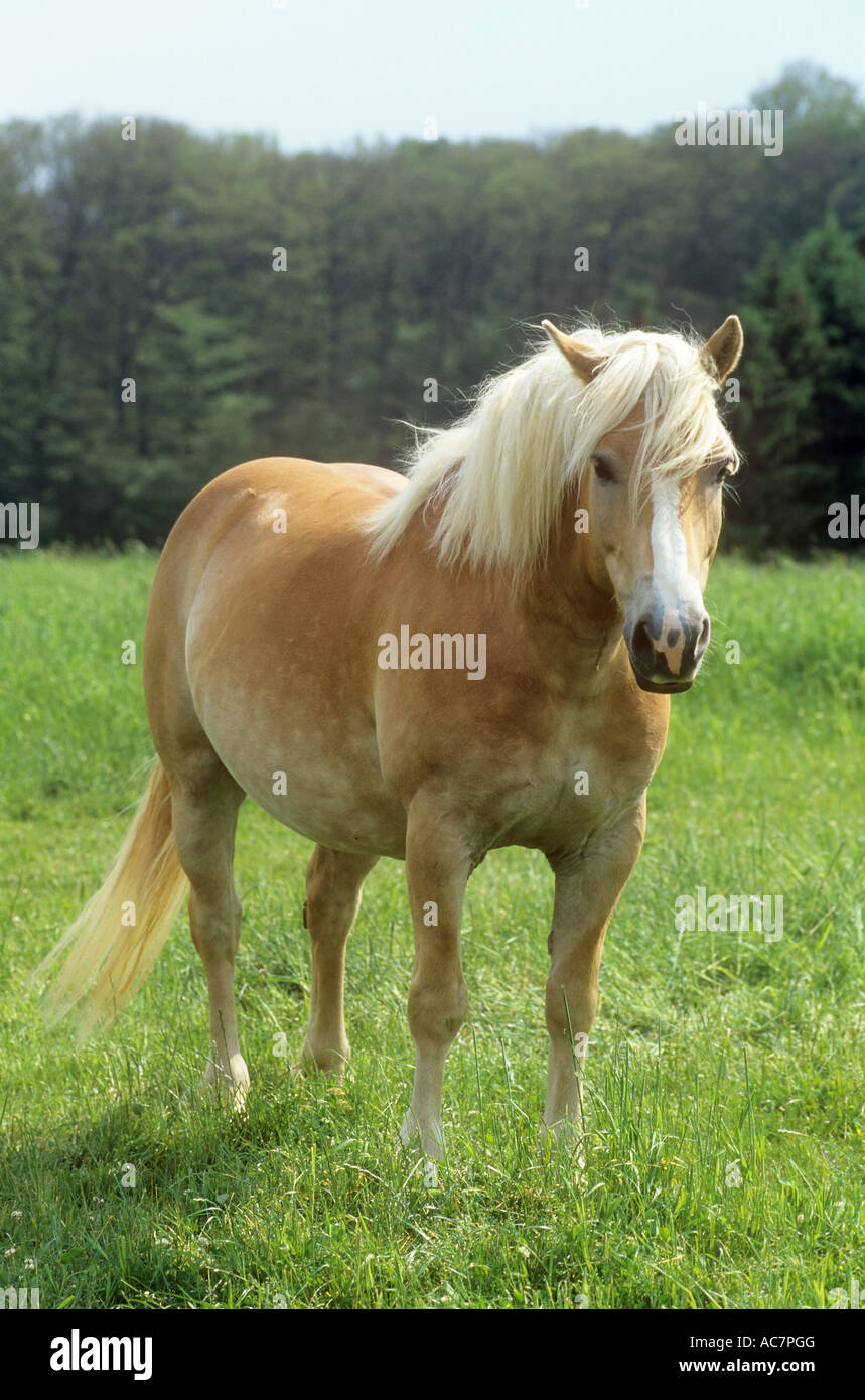 Haflinger - standing on meadow Stock Photo - Alamy