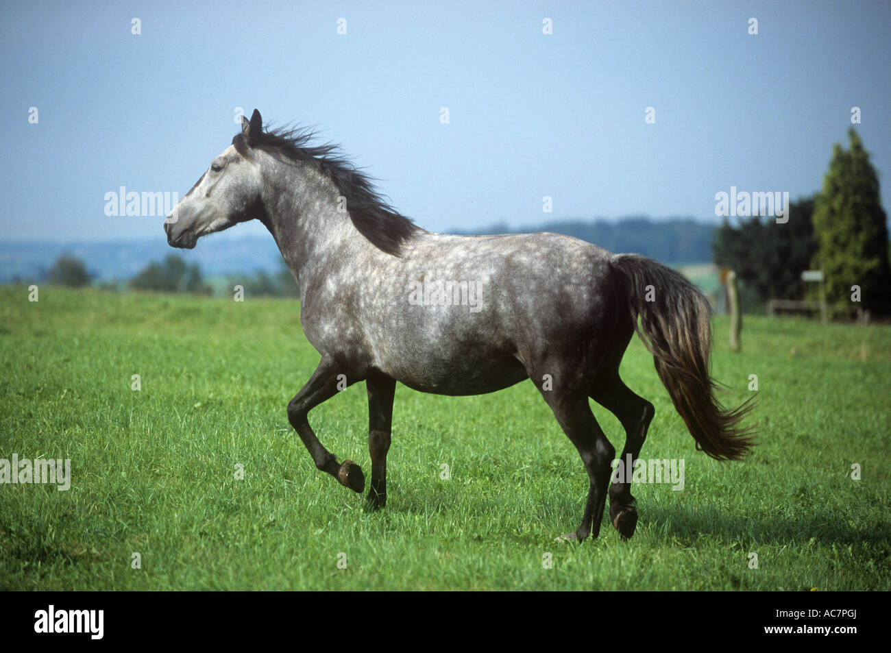 Arravani horse - trotting on meadow Stock Photo - Alamy