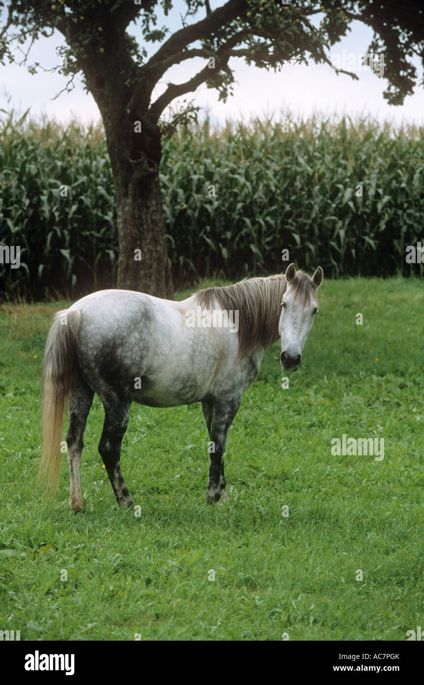 Arravani horse - standing on meadow Stock Photo - Alamy