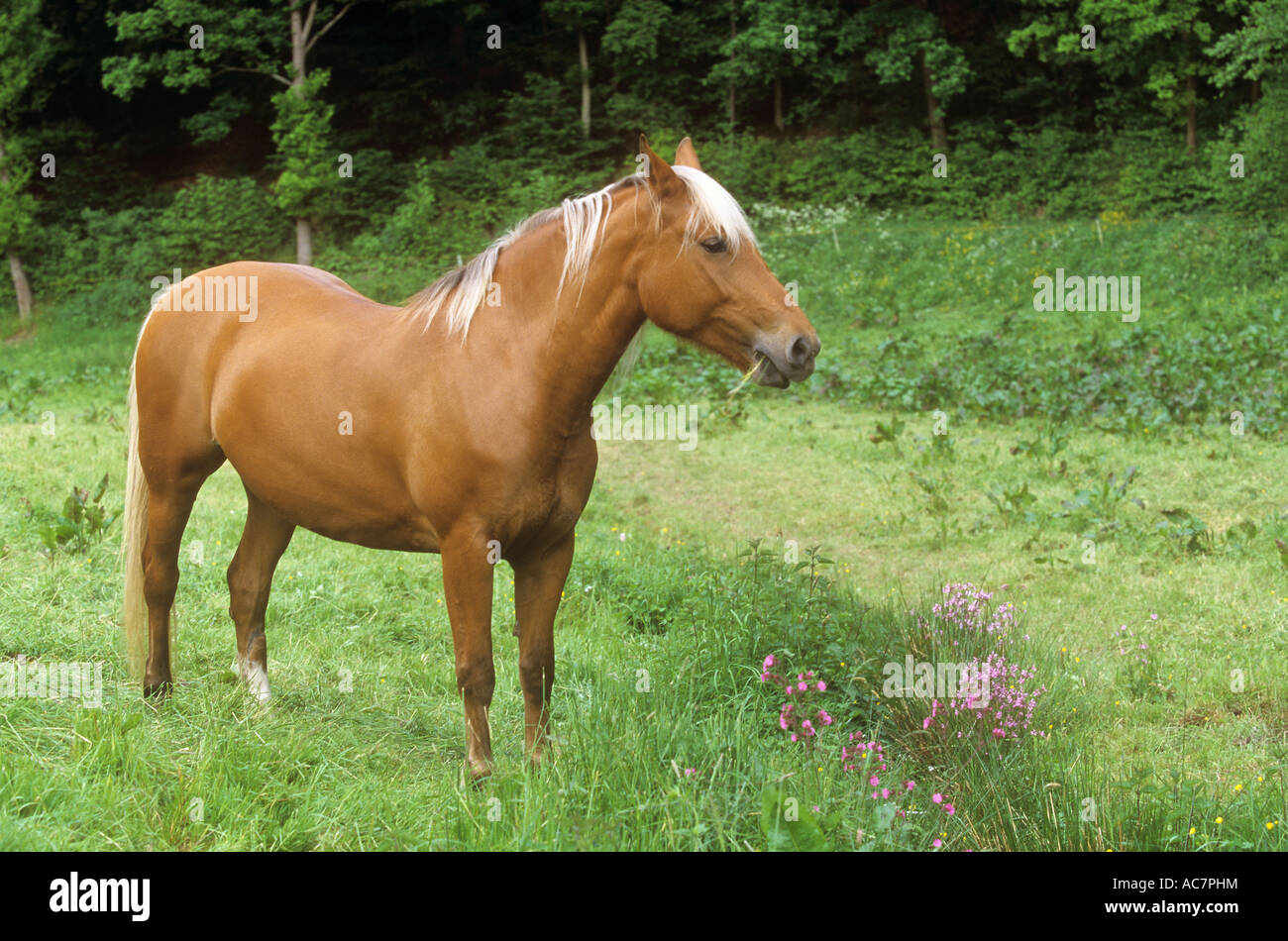 Finnhorse, Finnish Horse. Chestnut adult standing in a meadow Stock ...