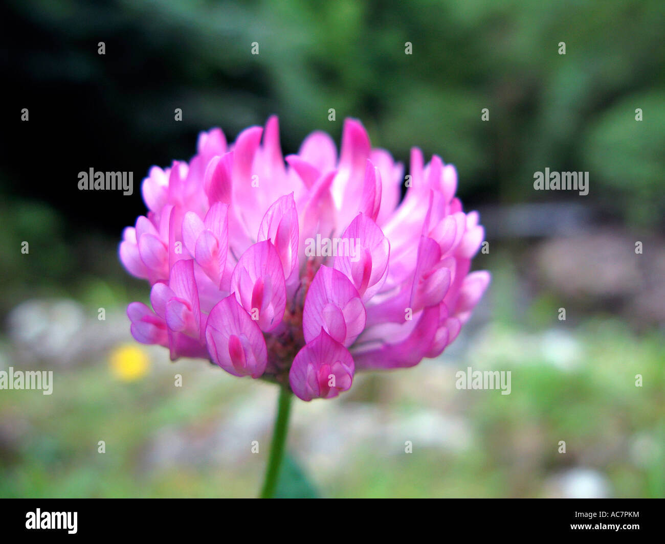 Red Clover growing out of rocks Afon Pyrddin river on waterfall walk ...