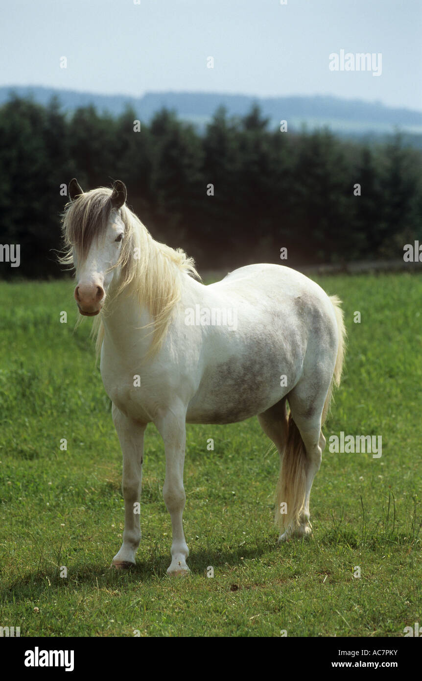 pony - standing on meadow Stock Photo - Alamy