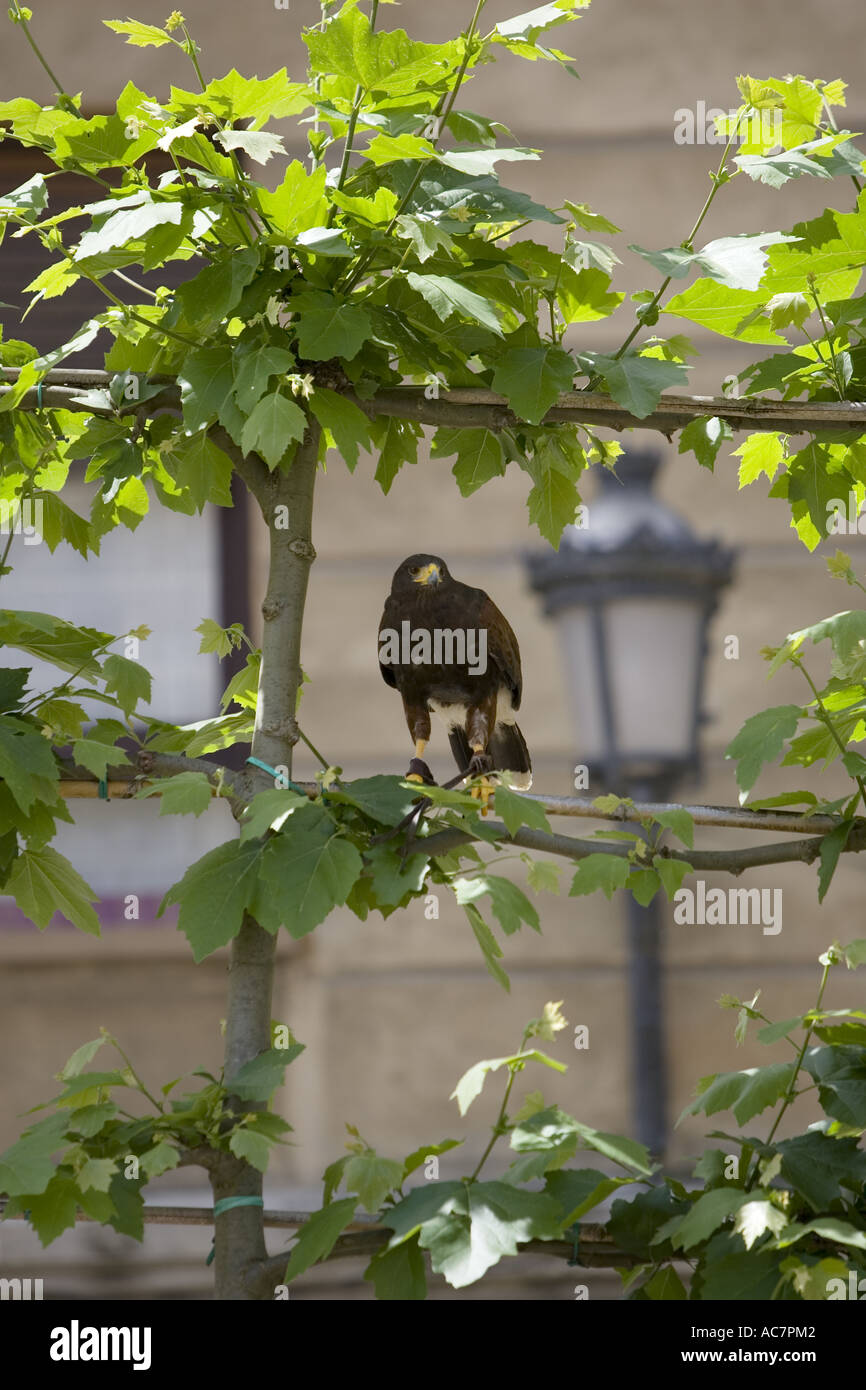 History of bird day hi-res stock photography and images - Alamy