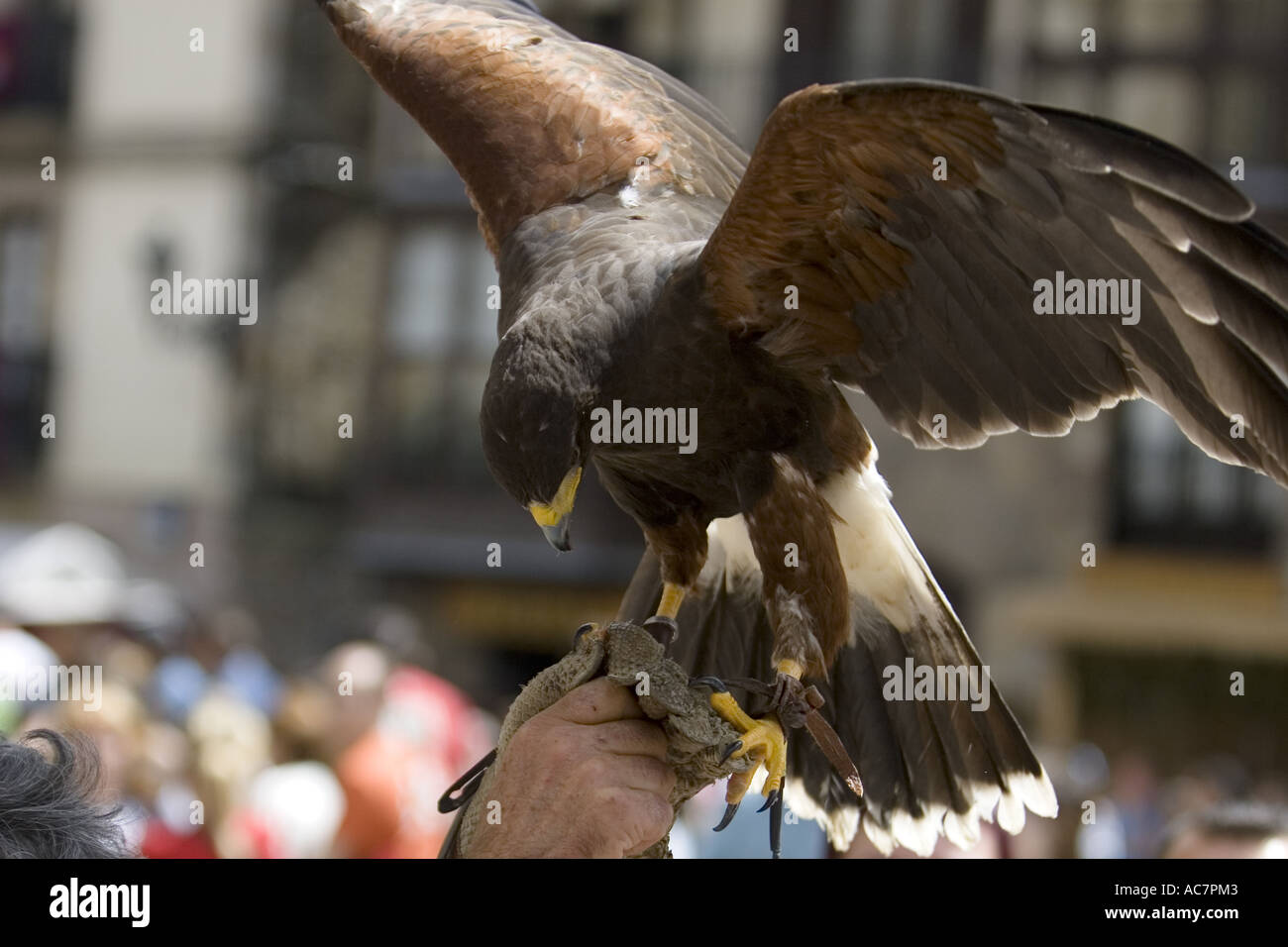 Falconer medieval hi-res stock photography and images - Alamy