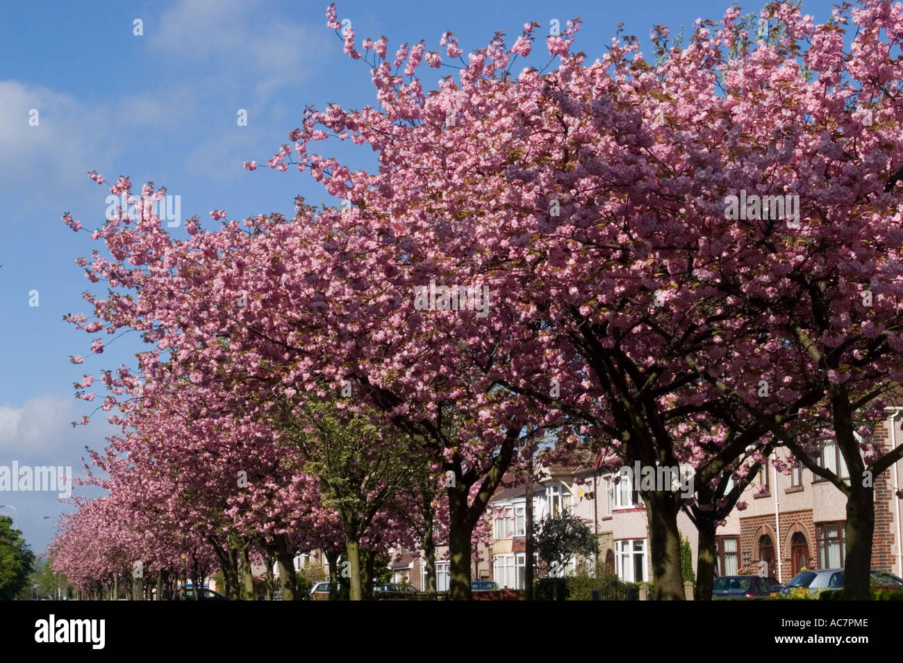 Cherry Trees in Blossom Sheffield UK Stock Photo - Alamy