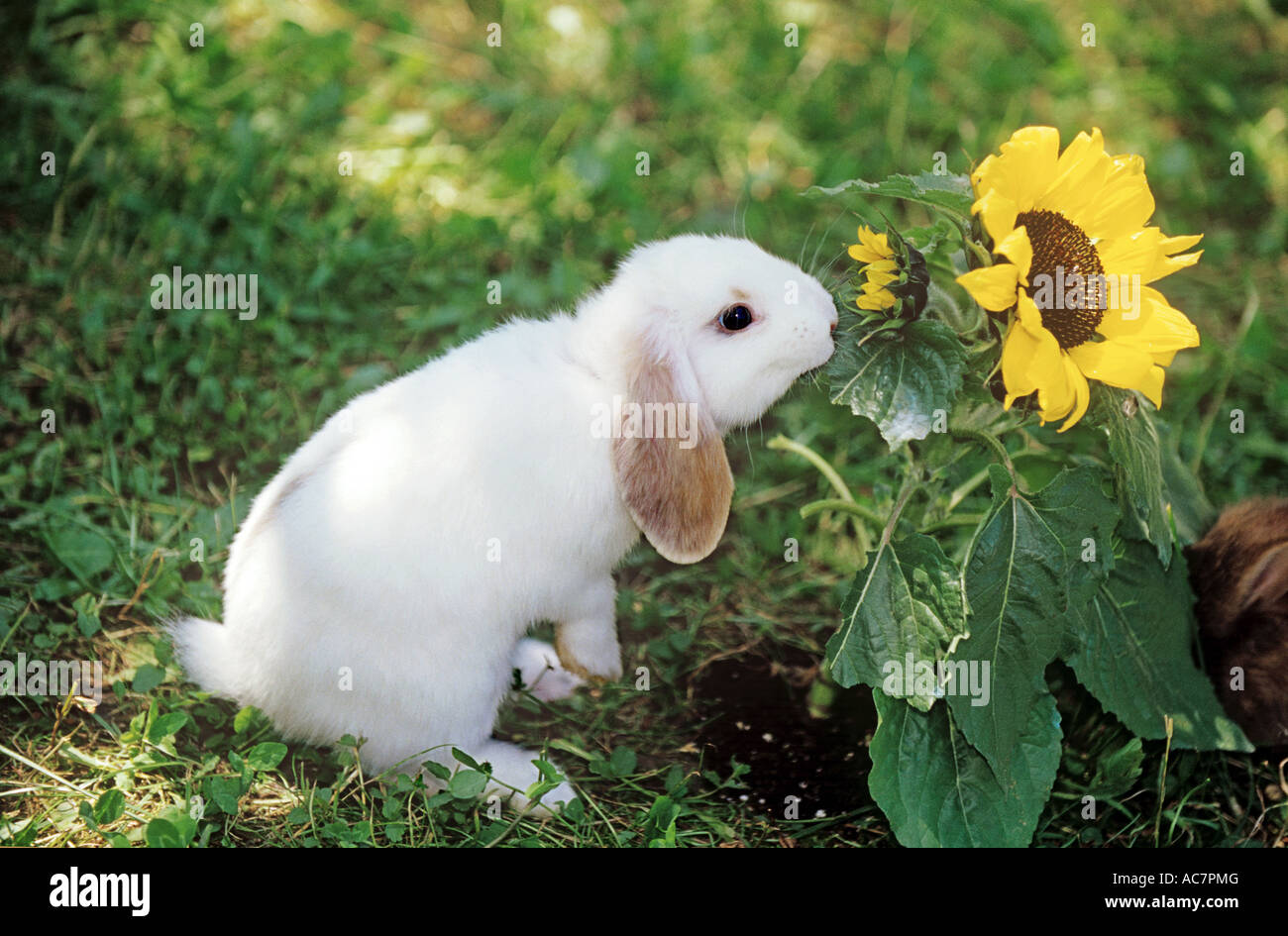 white lop-eared dwarf rabbit - sniffing at sunflower Stock Photo - Alamy
