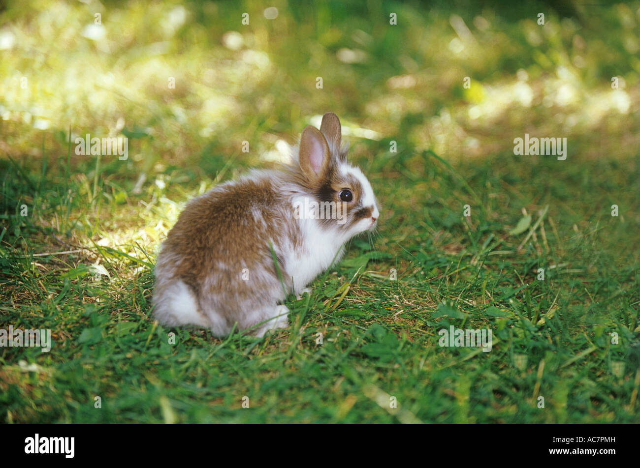 dwarf rabbit on meadow Stock Photo - Alamy