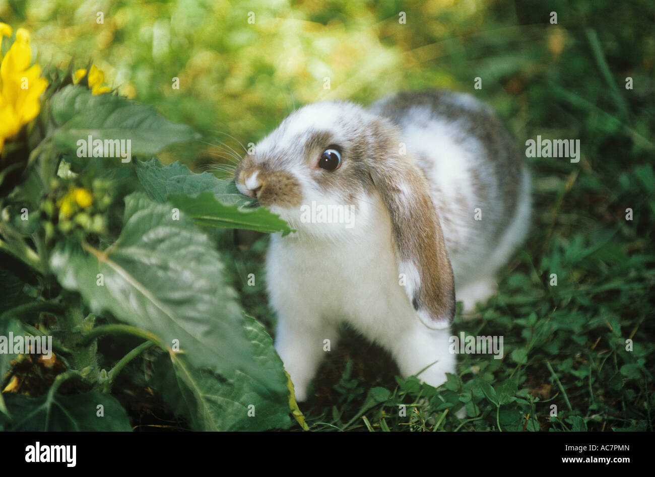 lop-eared dwarf rabbit on meadow - munching Stock Photo - Alamy
