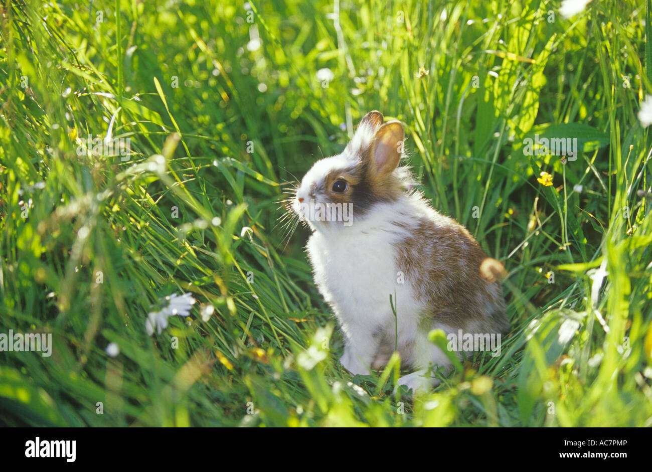 dwarf rabbit on meadow Stock Photo - Alamy