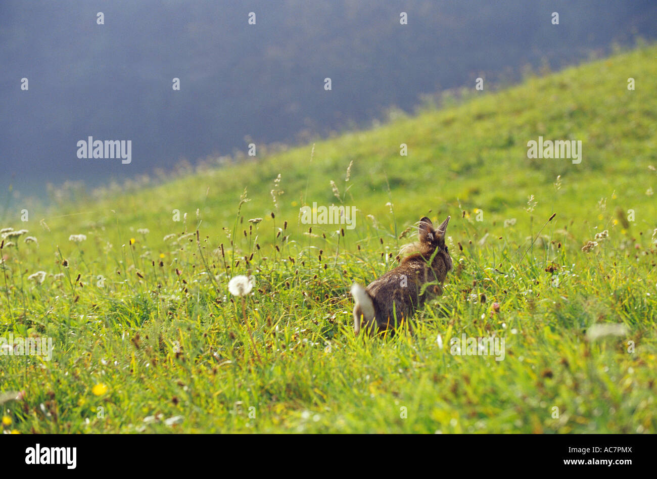 dwarf rabbit on meadow Stock Photo - Alamy