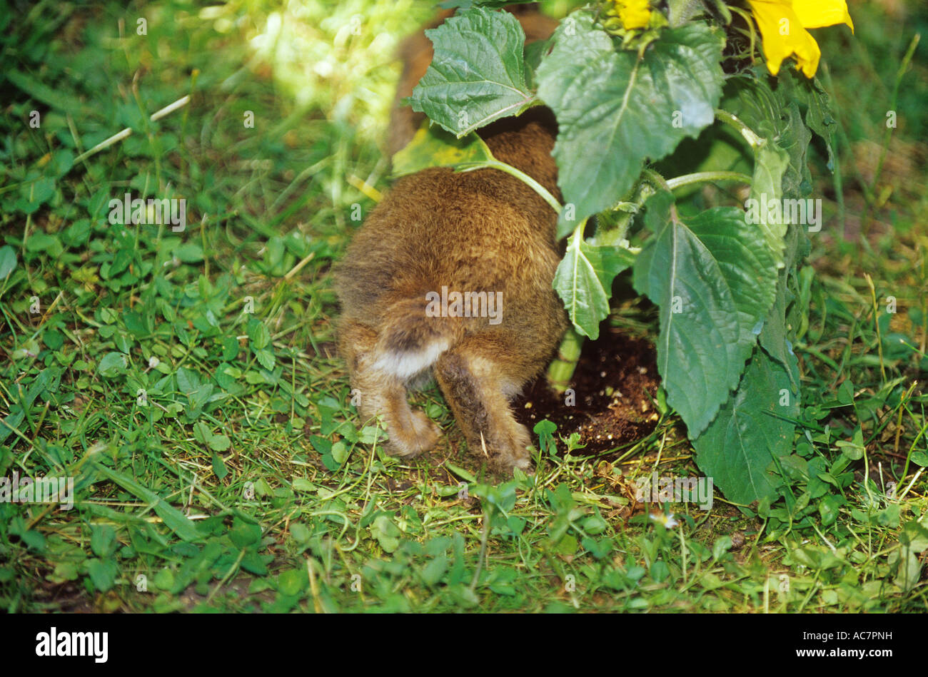 Rabbit Digging A Hole High Resolution Stock Photography and Images - Alamy