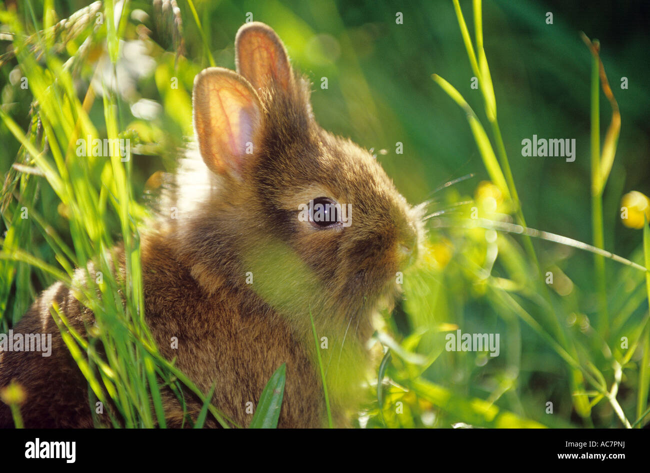 dwarf rabbit on meadow Stock Photo - Alamy