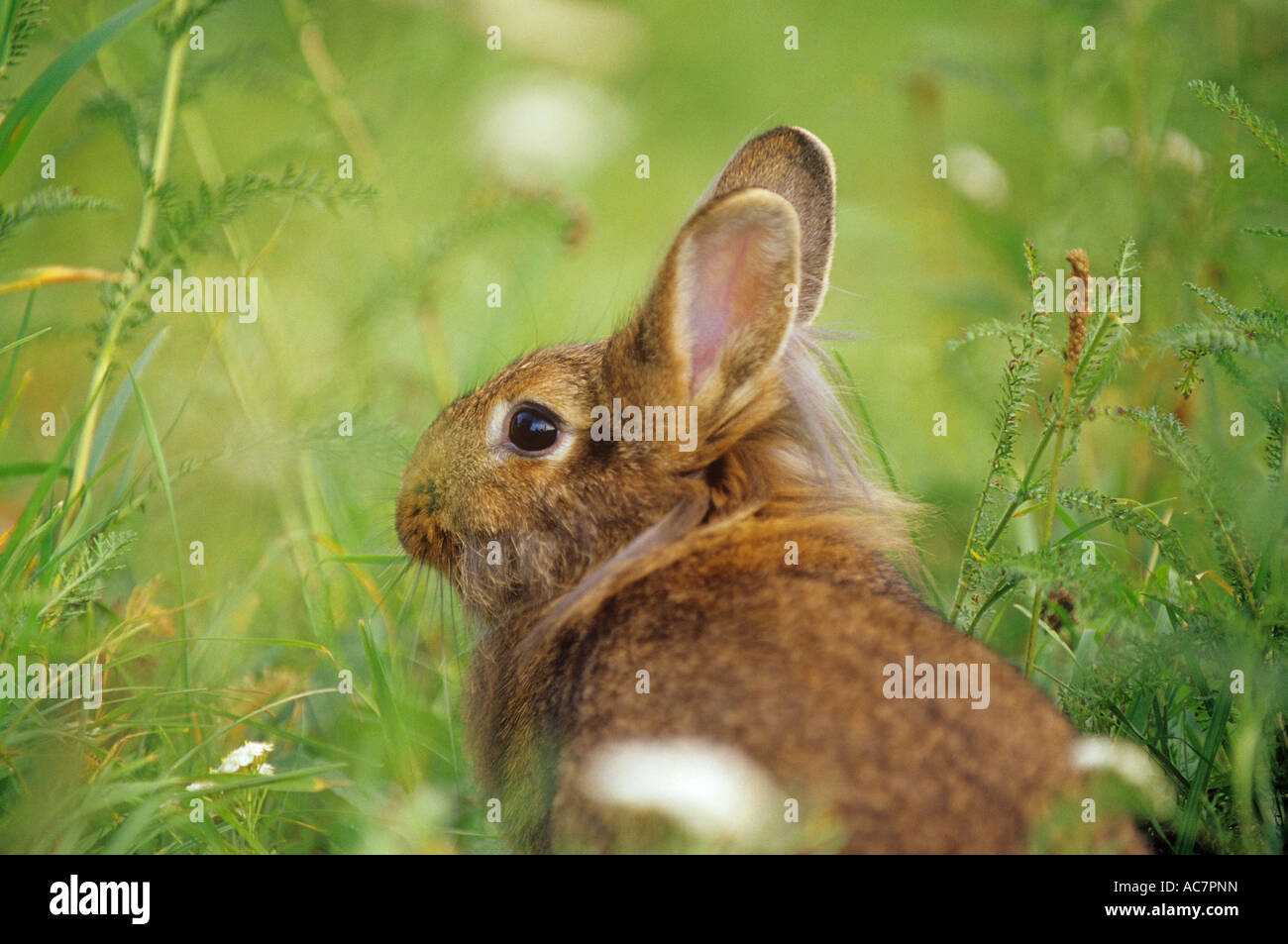 dwarf rabbit on meadow Stock Photo - Alamy