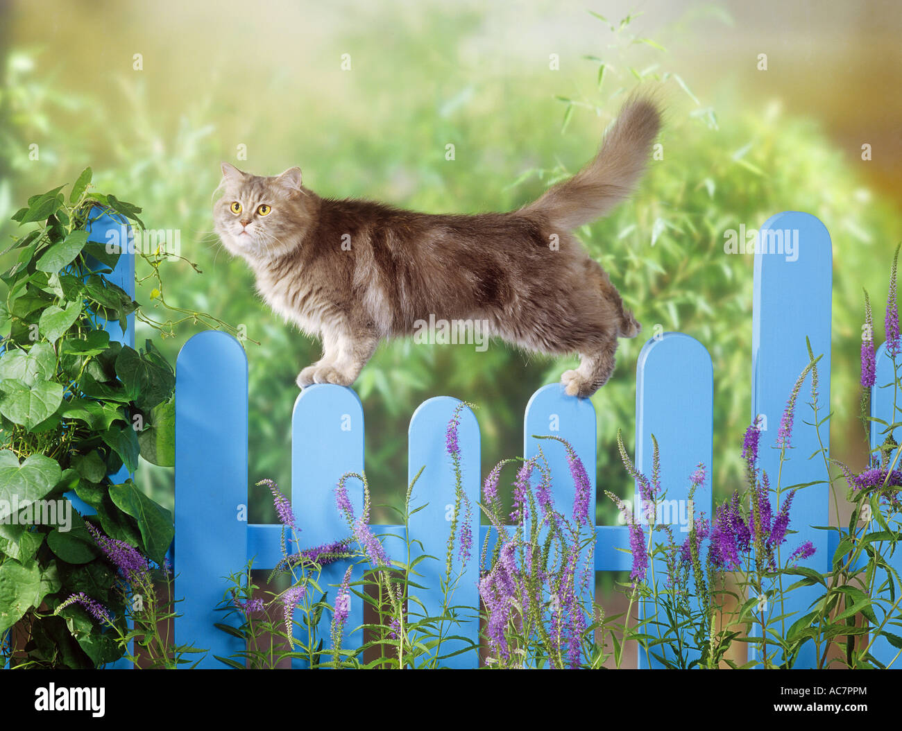 Maine Coon - standing on fence Stock Photo - Alamy