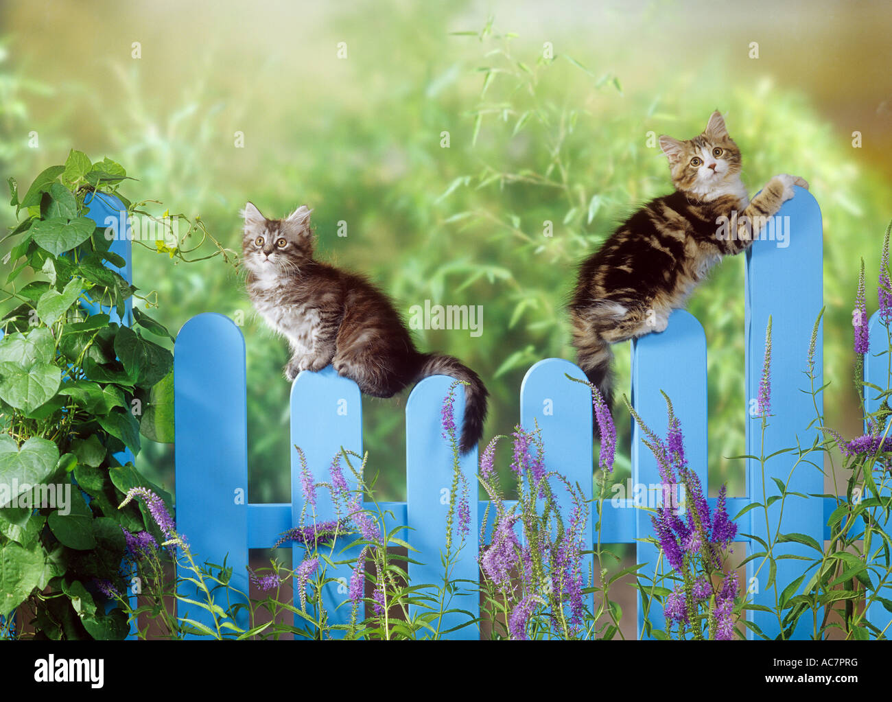 Domestic cat. Two kittens balancing on a blue fence Stock Photo - Alamy
