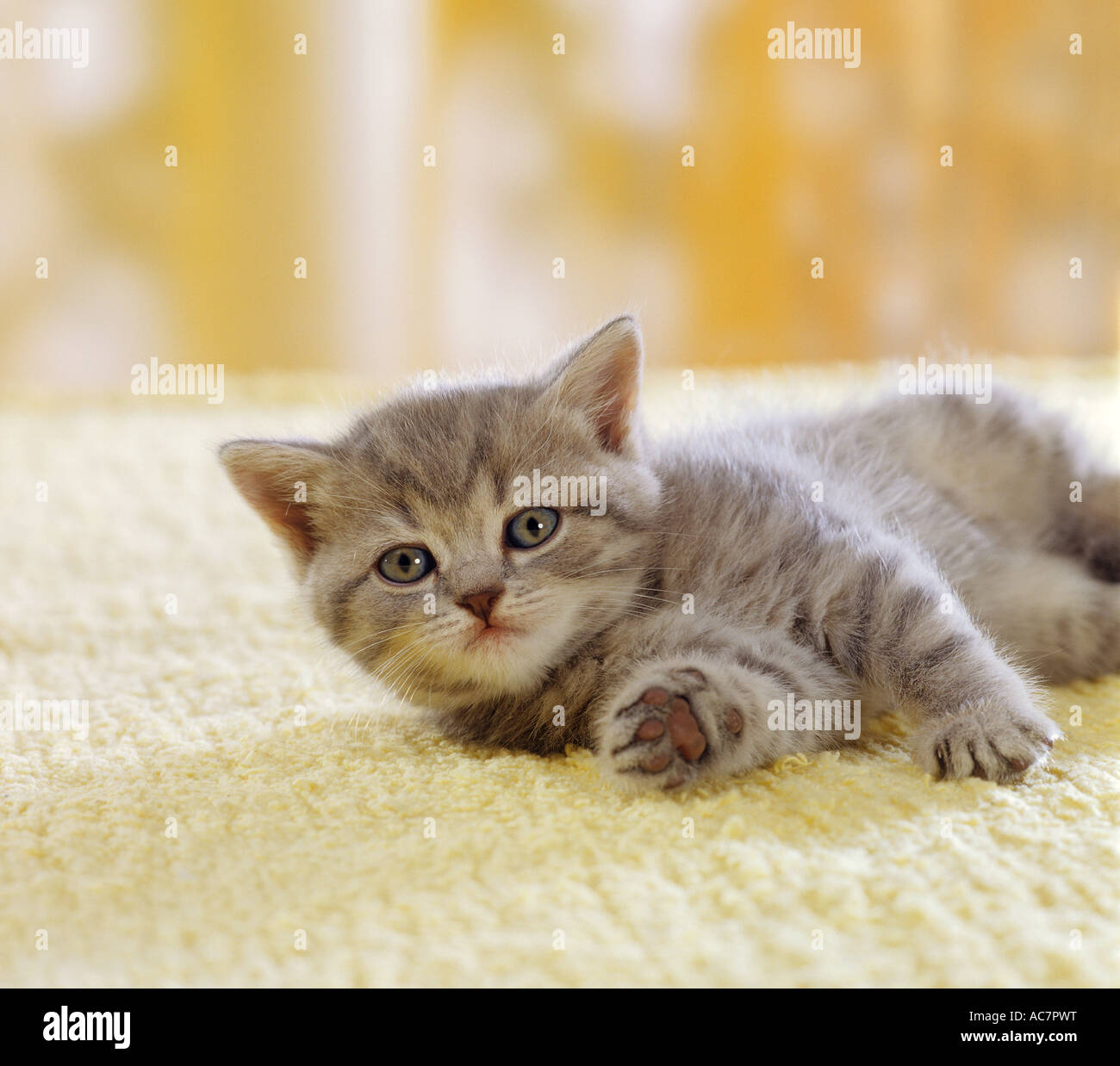 Domestic cat. A grey tabby kitten lying on a carpet Stock Photo - Alamy