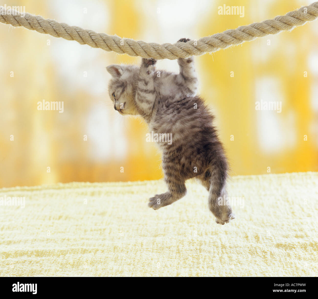 Cat kitten hanging rope hi-res stock photography and images - Alamy