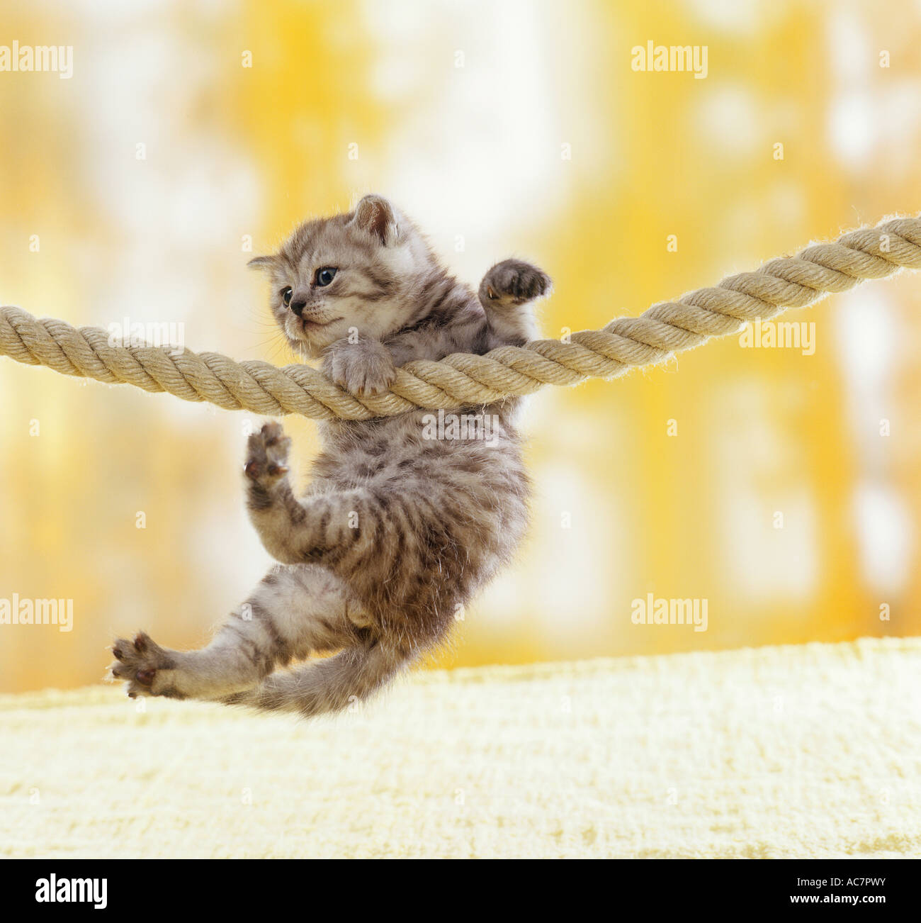 kitten - hanging on rope Stock Photo - Alamy