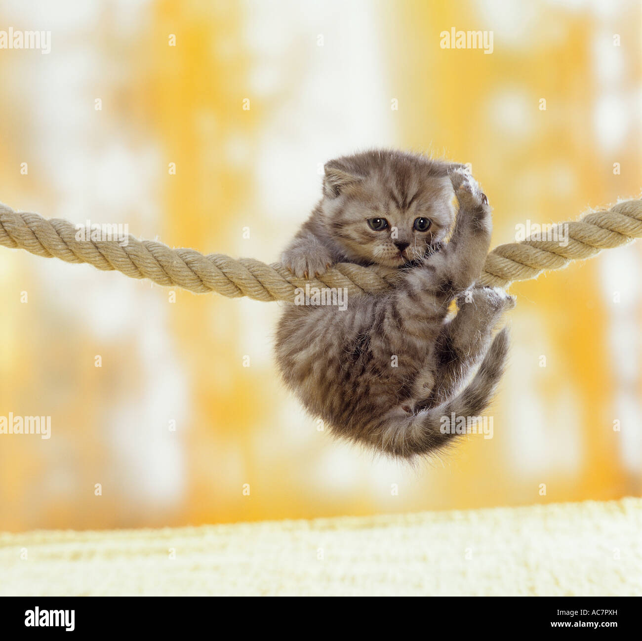 kitten - hanging on rope Stock Photo - Alamy