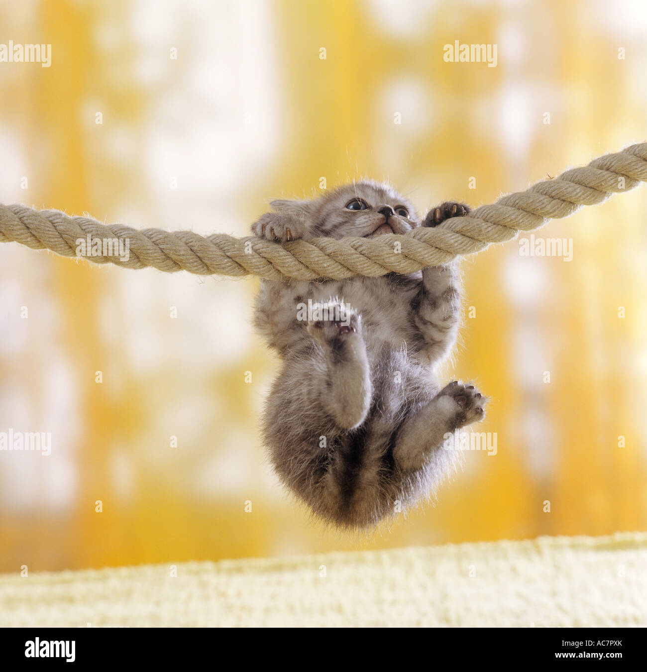 Domestic cat. Tabby kitten hanging from a rope. Studio picture Stock ...