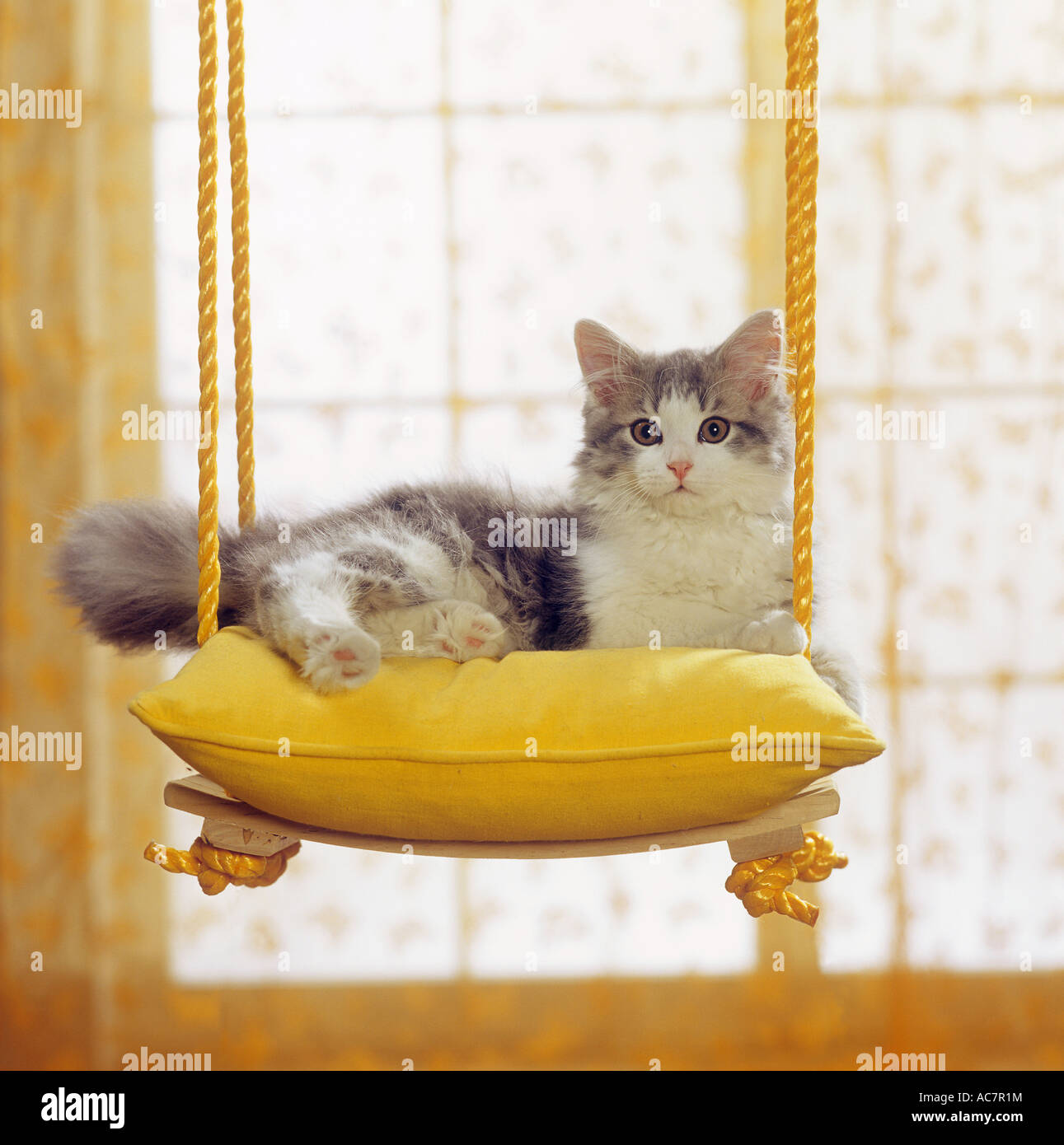 kitten on swing Stock Photo - Alamy