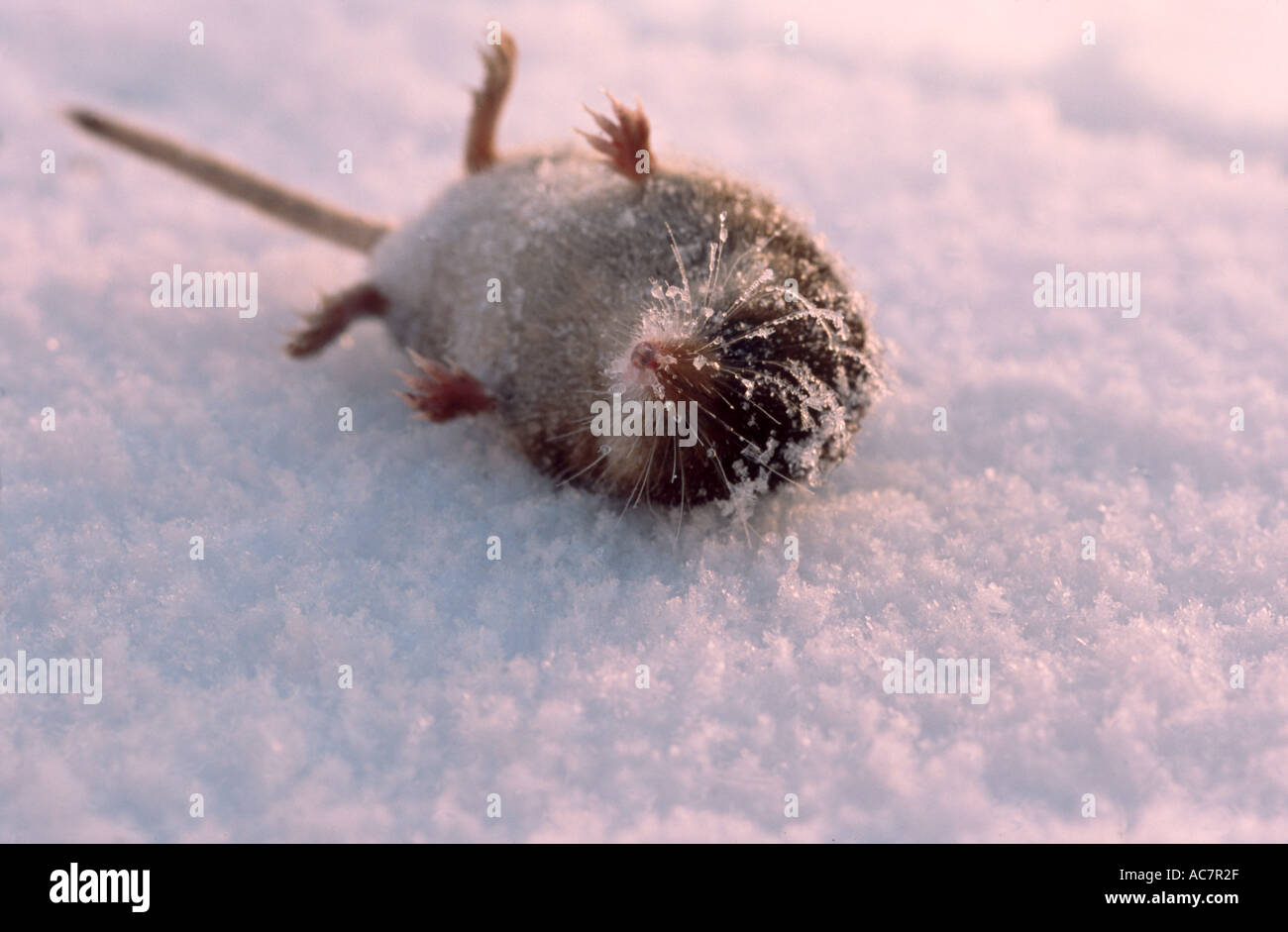 Hypothermia hi-res stock photography and images - Alamy
