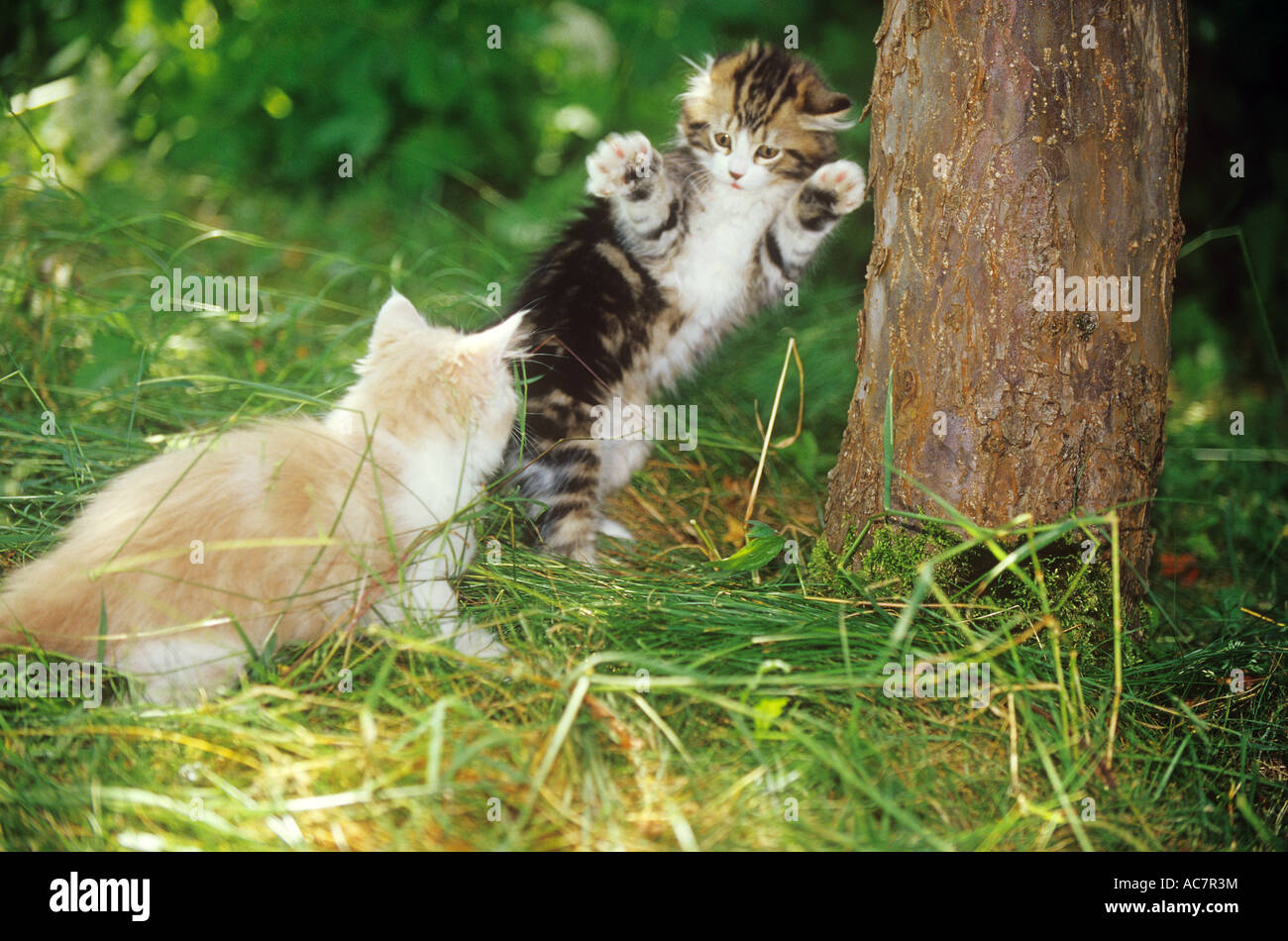 two kittens - playing Stock Photo - Alamy