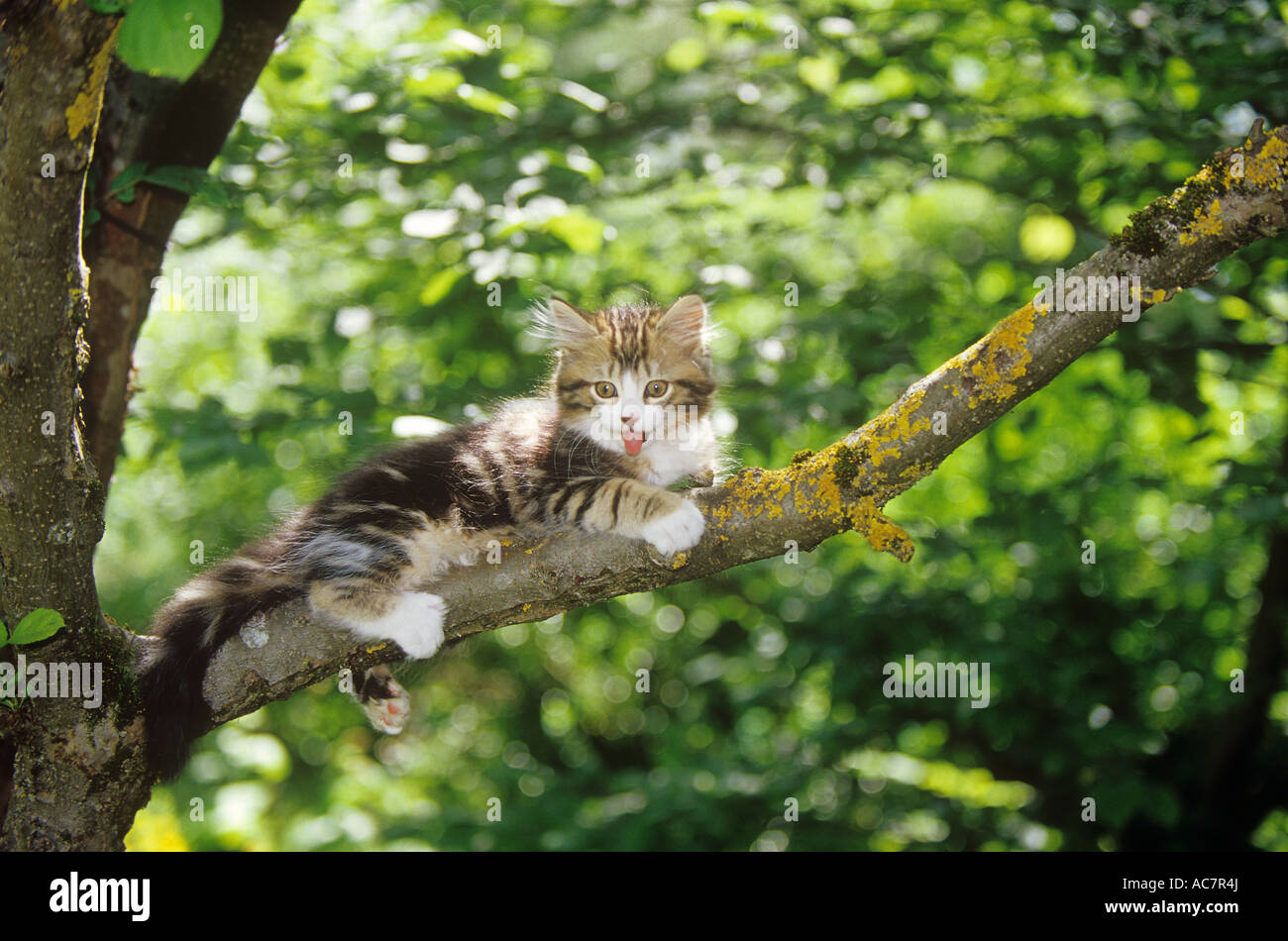 kitten on branch Stock Photo - Alamy