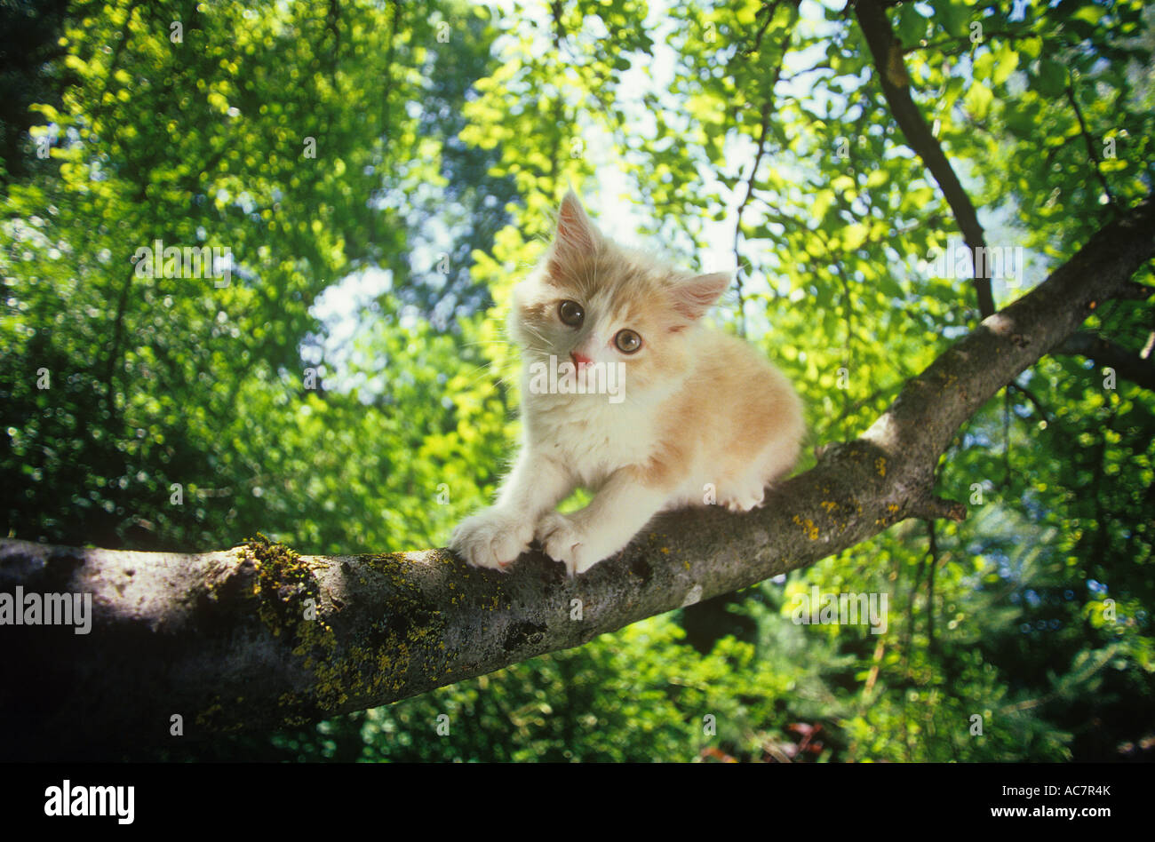 kitten on branch Stock Photo - Alamy