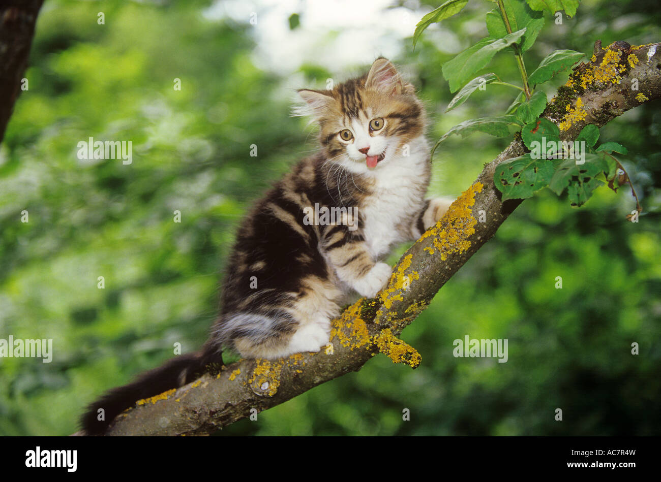kitten on branch Stock Photo - Alamy