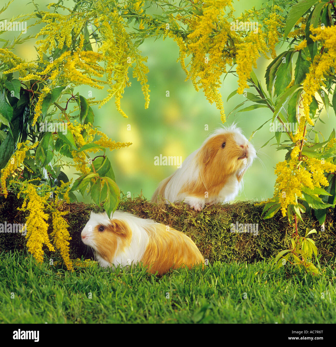 Coronet guinea pigs hi-res stock photography and images - Alamy